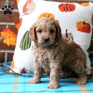 Cockapoo Puppies for Sale - Greenfield Puppies