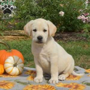 Yellow Labrador Retriever Puppies For Sale | Greenfield Puppies
