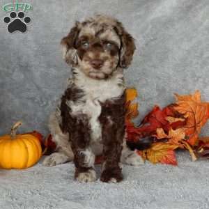 Labradoodle Puppies For Sale | Greenfield Puppies