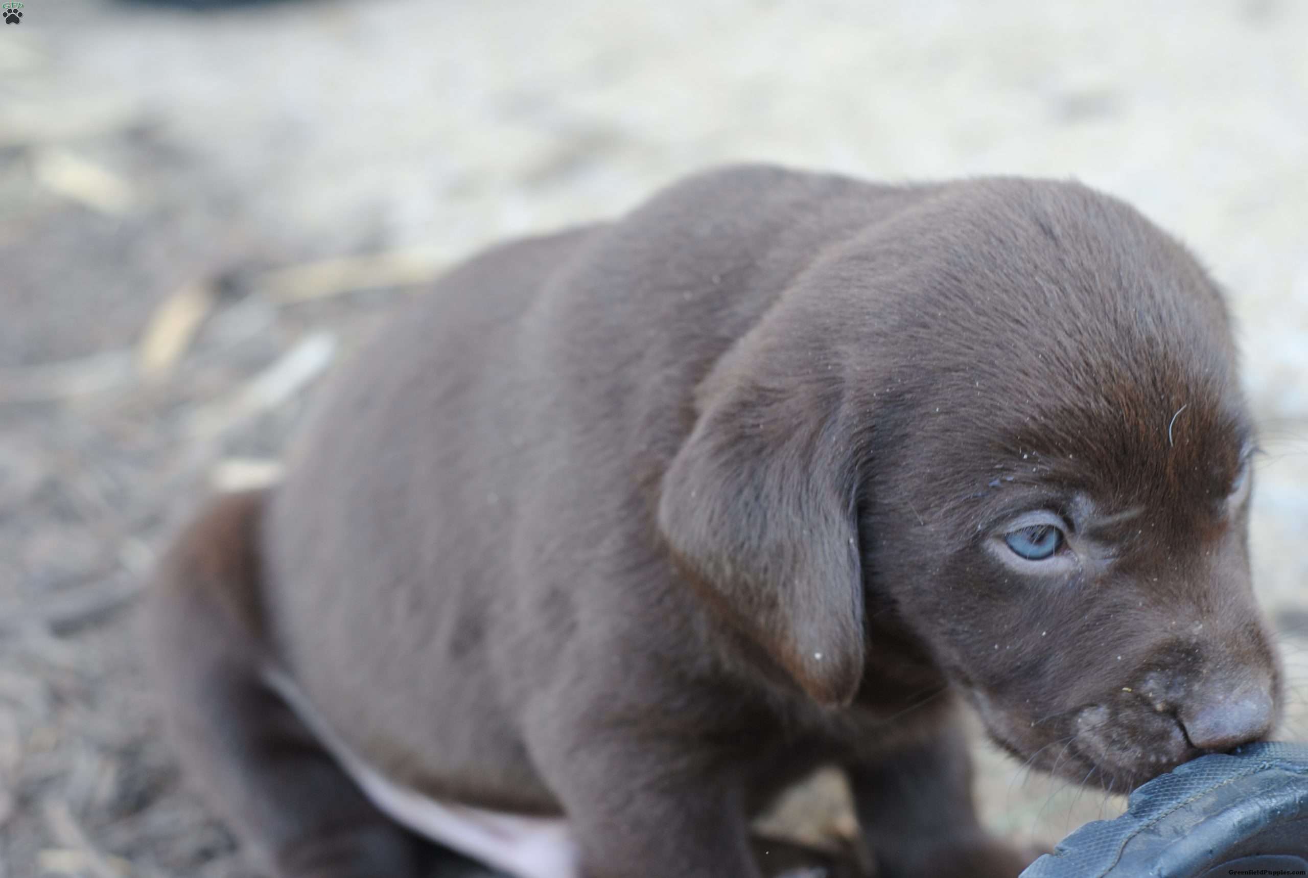 Blue Eyed Chocolate Lab