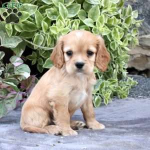 Cockalier Puppies For Sale | Greenfield Puppies