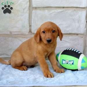 Fox Red Labrador Retriever Puppies for Sale - Greenfield Puppies