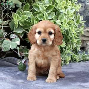 Cockalier Puppies For Sale | Greenfield Puppies