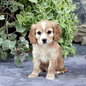 Cockalier Puppies For Sale | Greenfield Puppies