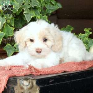 Havapoo Puppies For Sale - Greenfield Puppies