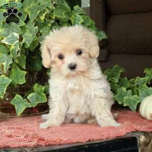 Havapoo Puppies For Sale - Greenfield Puppies