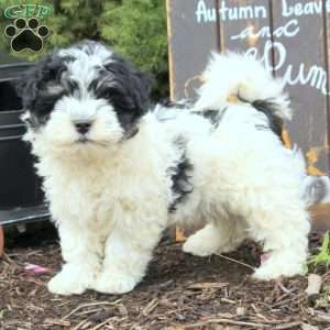 Havanese Puppies For Sale | Greenfield Puppies