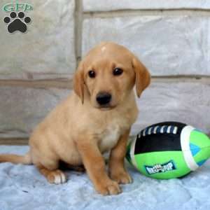 Fox Red Labrador Retriever Puppies for Sale - Greenfield Puppies
