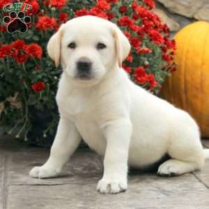 Yellow Labrador Retriever Puppies For Sale | Greenfield Puppies