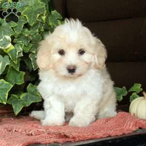 Havapoo Puppies For Sale - Greenfield Puppies