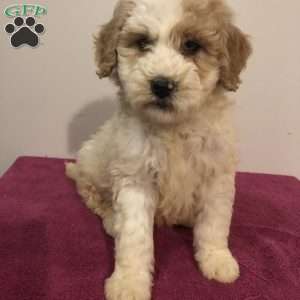 Standard Poodle Puppies for Sale | Greenfield Puppies