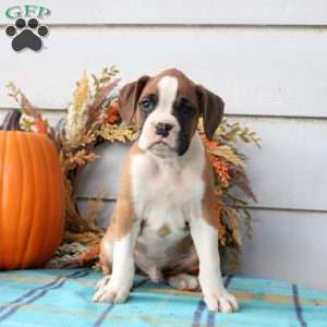 Boxer Puppies For Sale - Greenfield Puppies