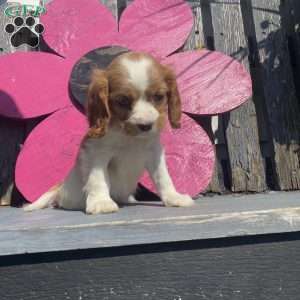 Cockalier Puppies For Sale | Greenfield Puppies