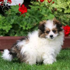Pomapoo Puppies For Sale | Greenfield Puppies