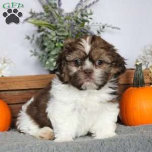Shih Tzu Puppies For Sale | Greenfield Puppies