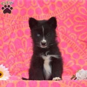 Pomsky Puppies For Sale - Greenfield Puppies