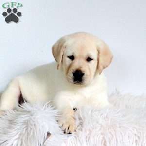 Yellow Labrador Retriever Puppies For Sale | Greenfield Puppies