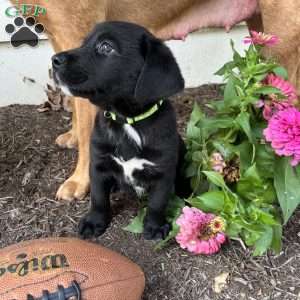 Labernese Puppies For Sale - Greenfield Puppies