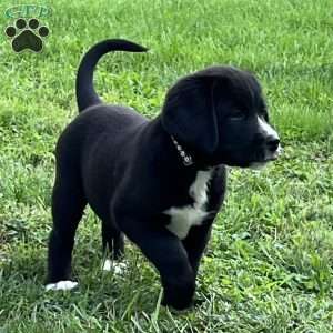 Labernese Puppies For Sale - Greenfield Puppies