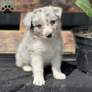 Australian Shepherd Puppies For Sale - Greenfield Puppies