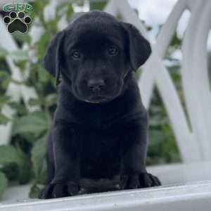 Black Labrador Retriever Puppies For Sale - Greenfield Puppies