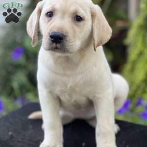 Yellow Labrador Retriever Puppies For Sale | Greenfield Puppies