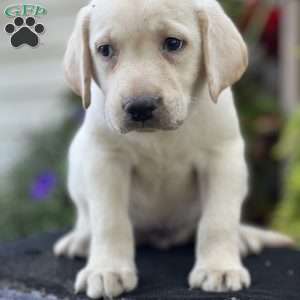 Yellow Labrador Retriever Puppies For Sale | Greenfield Puppies