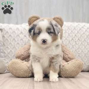 Australian Shepherd Puppies For Sale - Greenfield Puppies