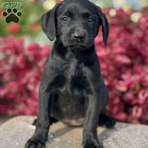 Black Labrador Retriever Puppies For Sale - Greenfield Puppies