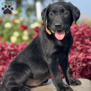 Black Labrador Retriever Puppies For Sale - Greenfield Puppies