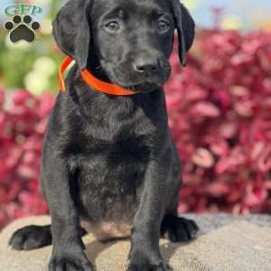 Black Labrador Retriever Puppies For Sale - Greenfield Puppies