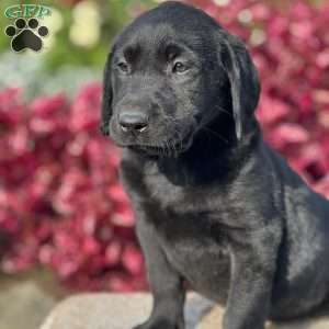 Black Labrador Retriever Puppies For Sale - Greenfield Puppies
