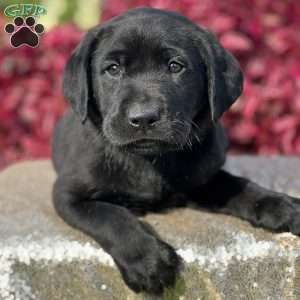 Black Labrador Retriever Puppies For Sale - Greenfield Puppies