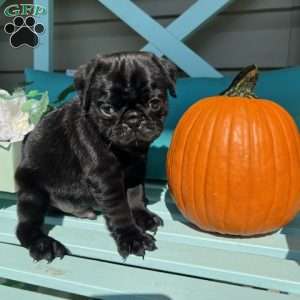 Pug Puppies For Sale | Greenfield Puppies
