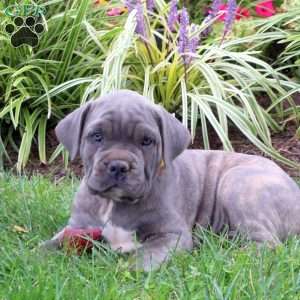 Cane Corso Puppies For Sale | Greenfield Puppies