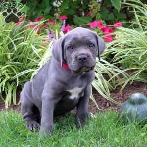 Cane Corso Puppies For Sale | Greenfield Puppies
