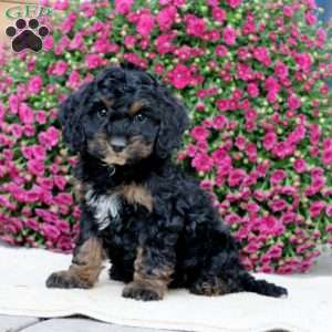 Cockapoo Puppies for Sale - Greenfield Puppies