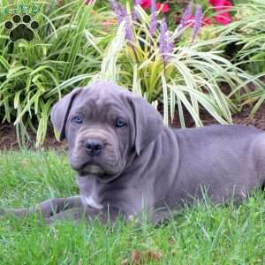 Cane Corso Puppies For Sale | Greenfield Puppies