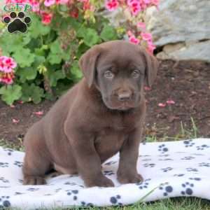 Chocolate Labrador Retriever Puppies For Sale - Greenfield Puppies