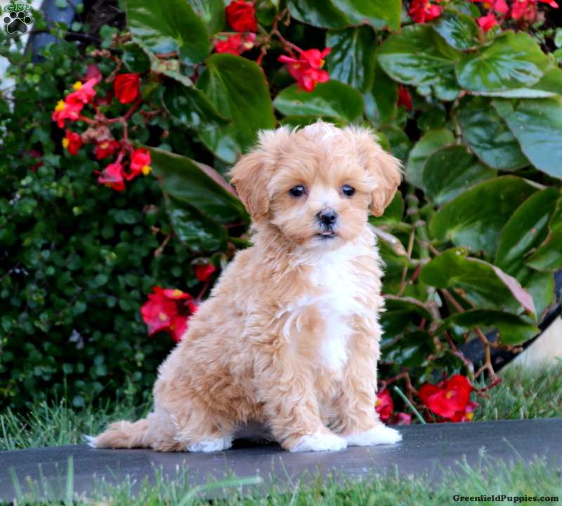 Red Maltipoo Puppies