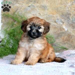 Morkie-Poo Puppies For Sale | Greenfield Puppies