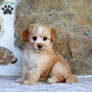 Morkie-Poo Puppies For Sale | Greenfield Puppies