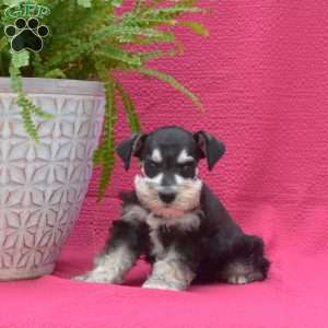 Miniature Schnauzer Puppies for Sale | Greenfield Puppies