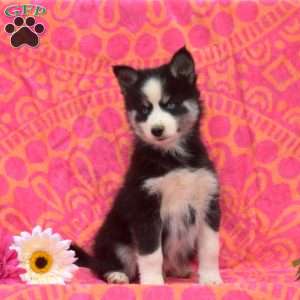 Pomsky Puppies For Sale - Greenfield Puppies
