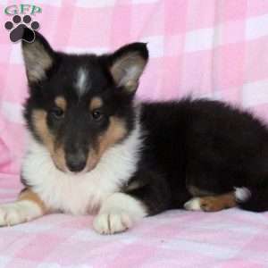 Collie Puppies For Sale - Greenfield Puppies