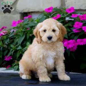 Cockapoo Puppies for Sale - Greenfield Puppies