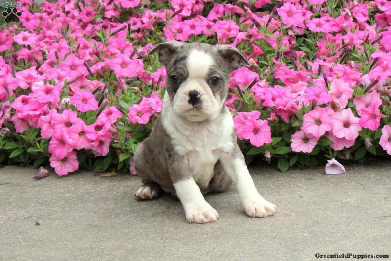 Blue Boston Terrier Mix
