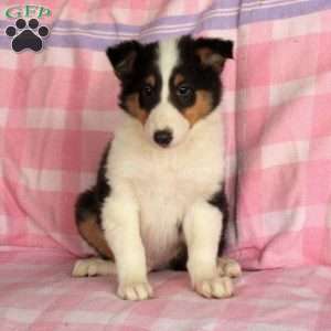 Collie Puppies For Sale - Greenfield Puppies