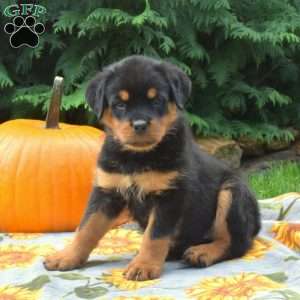 Rottweiler Puppies For Sale - Greenfield Puppies