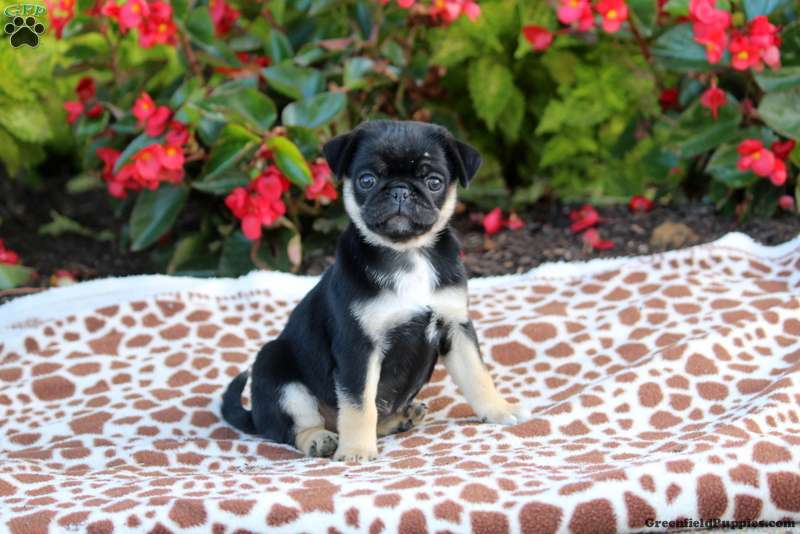Black And Tan Puggle Puppies